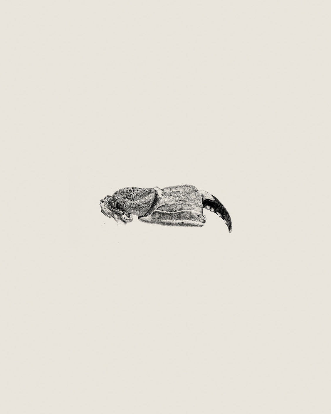 North Homeware | Crab Claw Drawing Art Print by Sam Scales