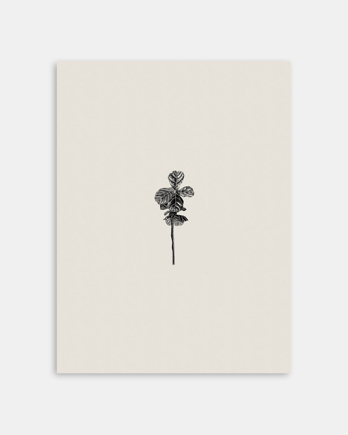 North Homeware | Fiddle Leaf Fig Drawing Art Print by Sam Scales