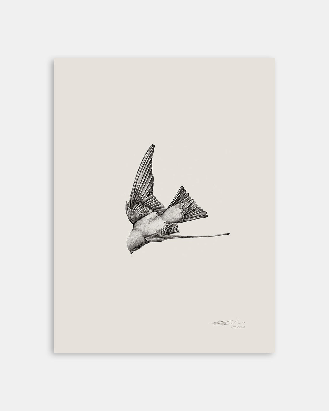 North Homeware | Sand Martin Bird Art Print by Sam Scales